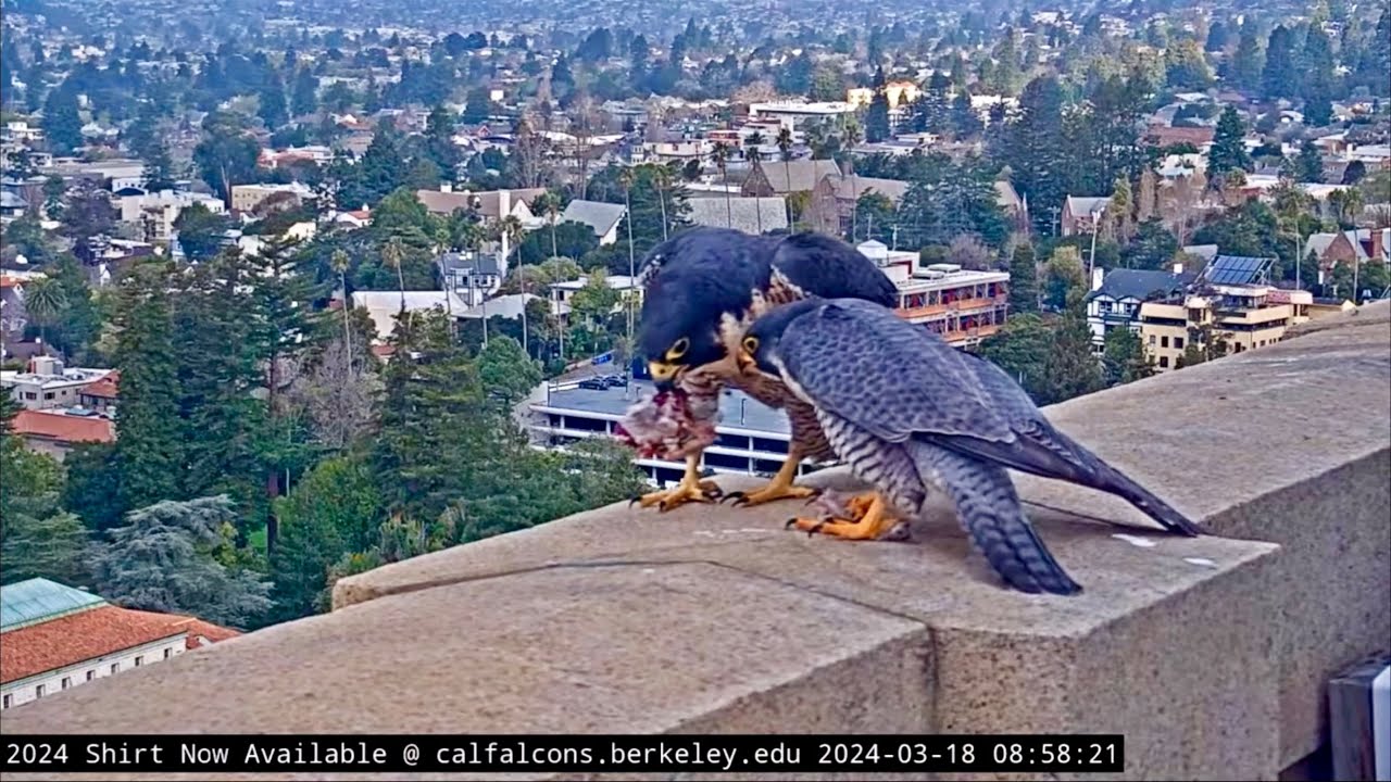 Cal Falcons: Archie meets egg #2🥚Annie relays breakfast order ...