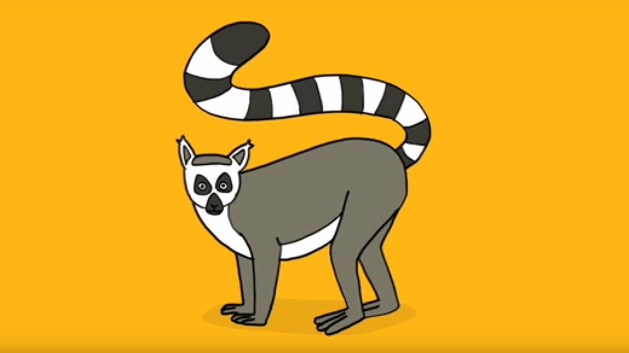 Apprendre à dessiner l'animal Maki de Mayotte - YouTube