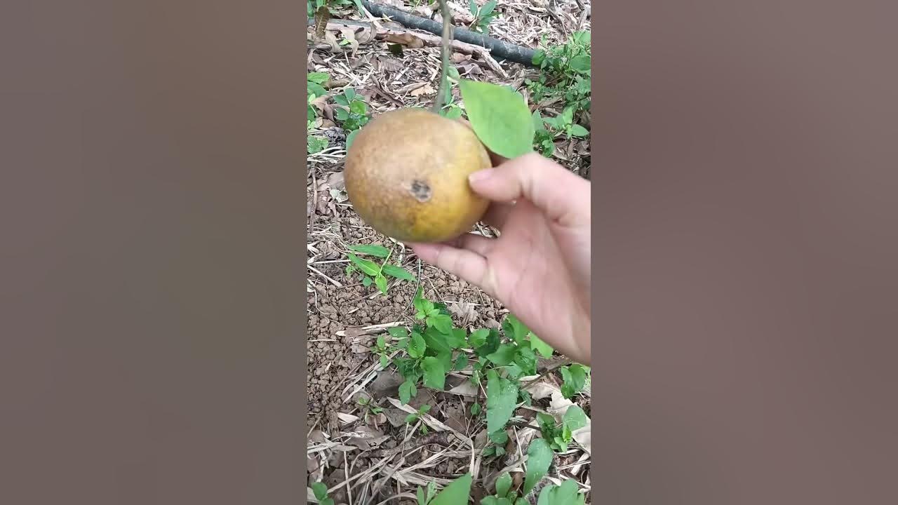 MALIIT NA PUNO PERO MALALAKI ANG BUNGA #taiwan - YouTube