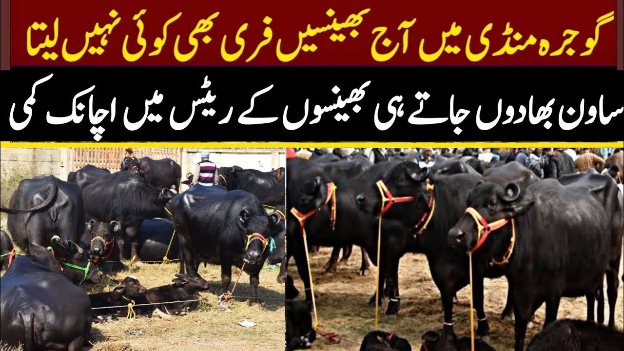 Buffalo Fresh Rates Update | Gojra Mandi | Buffalo Market Punjab - YouTube