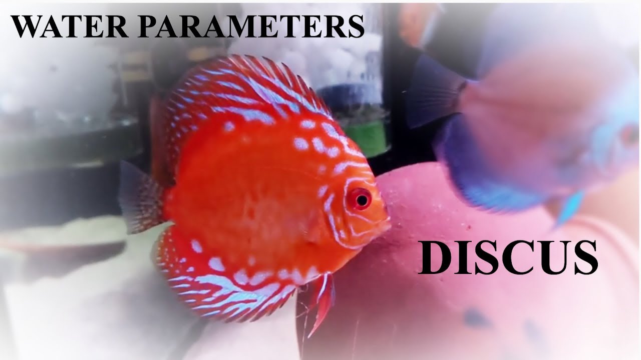 Discus Water conditions | EPISODE - 2 | DISCUS WORLD | TAMIL - YouTube