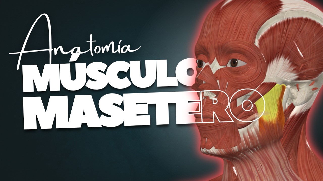 🔥 MÚSCULO MASETERO en 10 minutos | Origen, insercion y accion [2025 ...