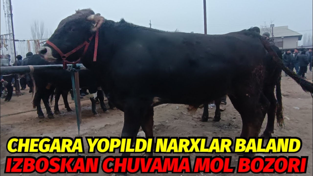 05.02.2025 ANDIJON IZBOSKAN CHUVAMA MOL BOZORI NARXLARI 2025 - YouTube