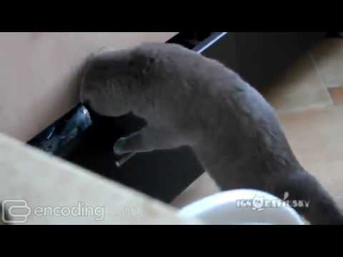 O goto pegou a calcinha