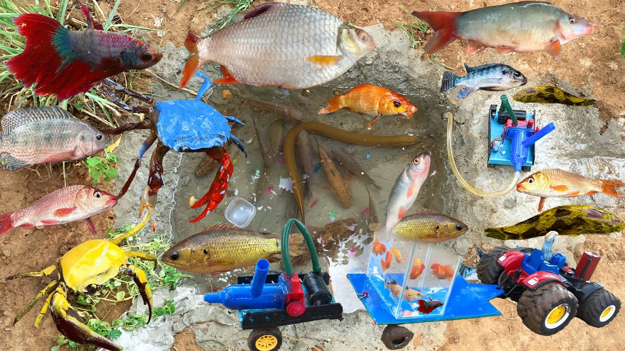 Catch fish using mini water pump | fishing exciting | diy tractor ...