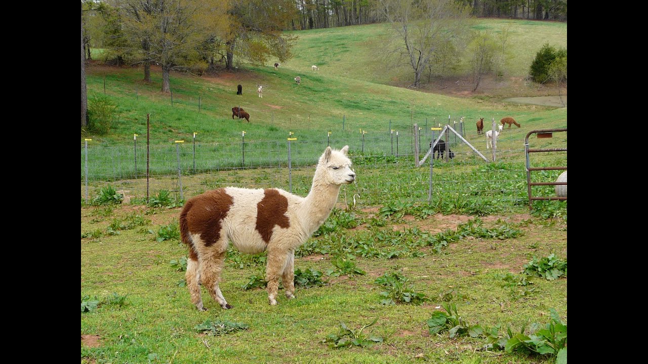 Shearing Alpaca Fleece - Spring Hair Cut Time!!! - YouTube