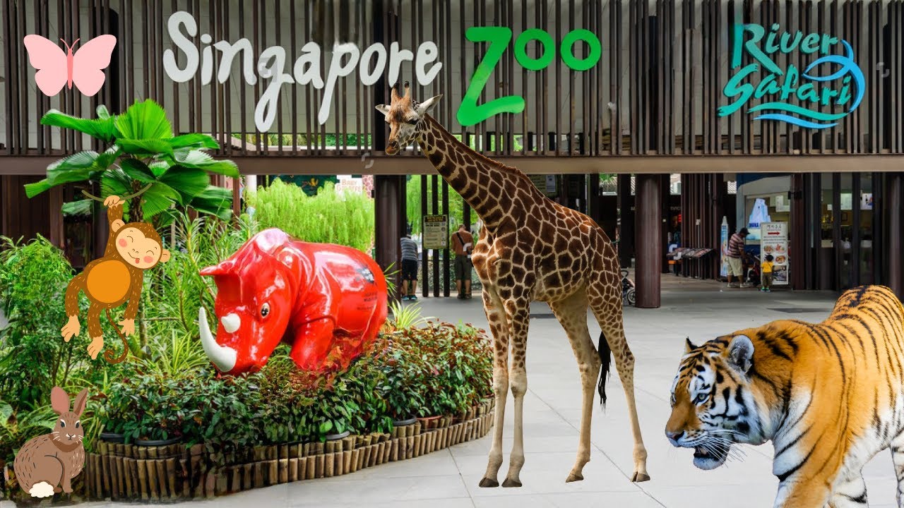 Singapore Zoo | Mandai Wildlife Reserve | Singapore | SG | Nature - YouTube