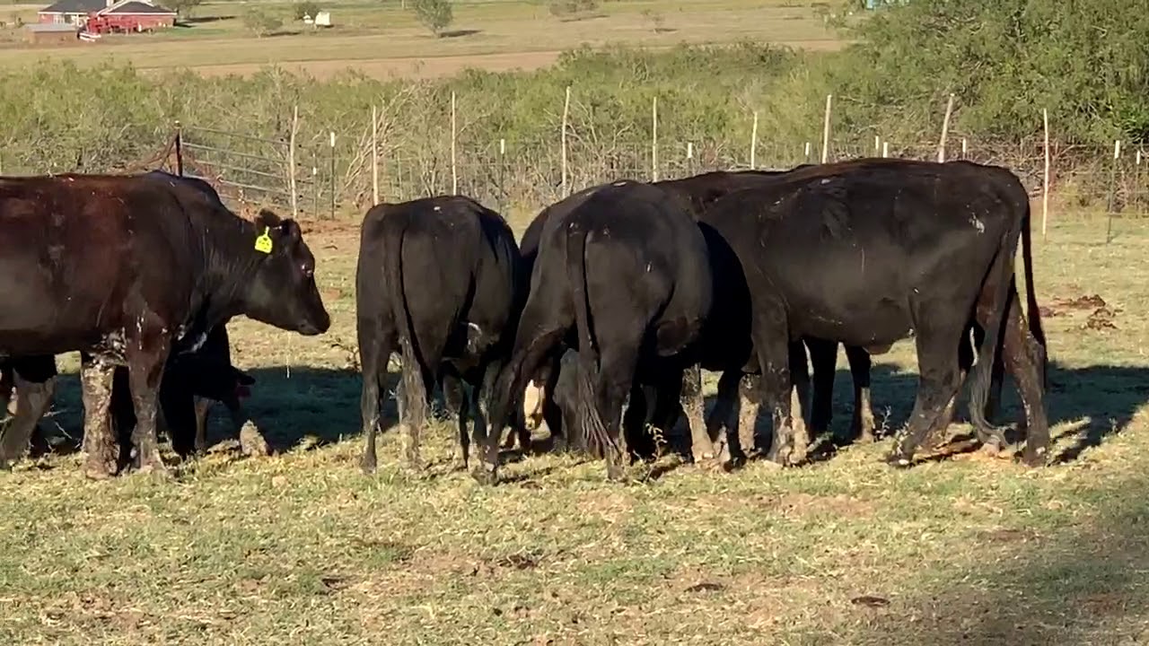 70 head of black and black Motley face spring calving bred cows, #1101 ...