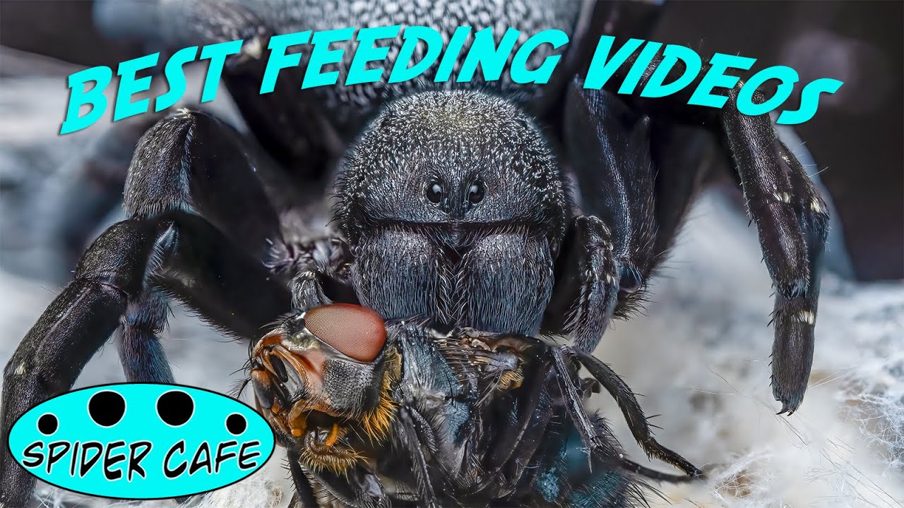 Top Takedowns October 2022. Many exciting spider hunts :) - YouTube