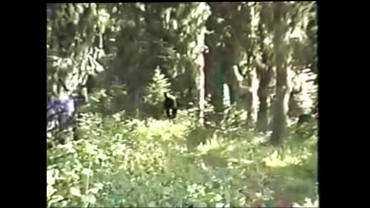 Paul Freeman video stabilized - YouTube