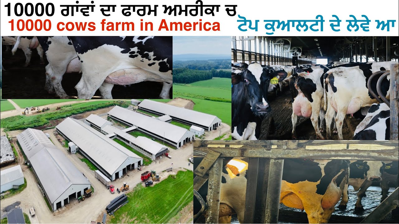 ਗਾਂਵਾਂ ਚ ਬਹੁਤ ਸੋਹਣੇ ਬਰੀਡ ਕਰੈਕਟਰ,ਗਾਂਵਾਂ ਦੇ ਲੇਵੇ ਦੇਖ ਕੇ ਹੈਰਾਨ ਹੋ ਜਾਣਾ ...