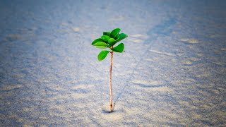 Dodder's Secret Life: A Plant That Doesn't Need Sunlight?