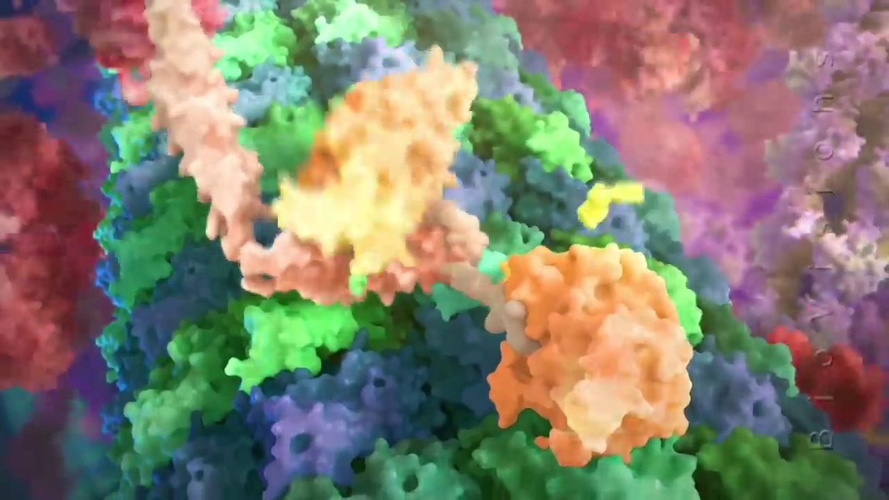 The Inner Life of the Cell Protein Packing - YouTube