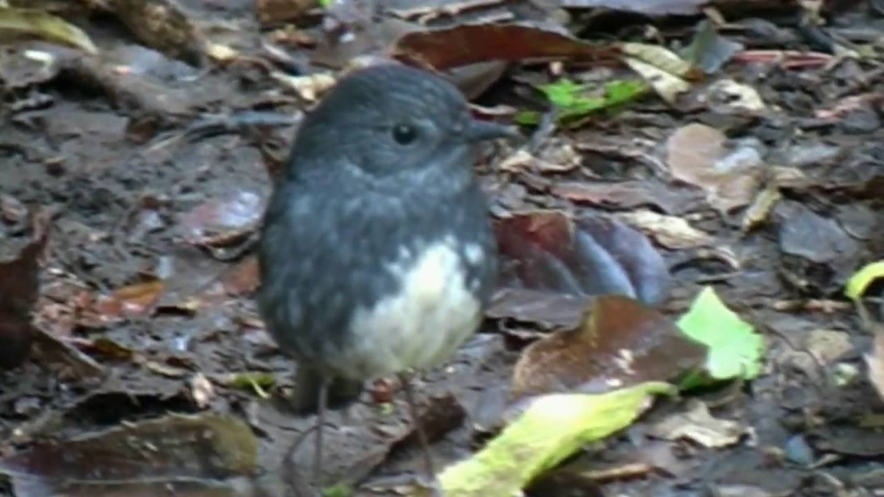 New Zealand Birds: North Island Robin foraging at Zealandia - YouTube