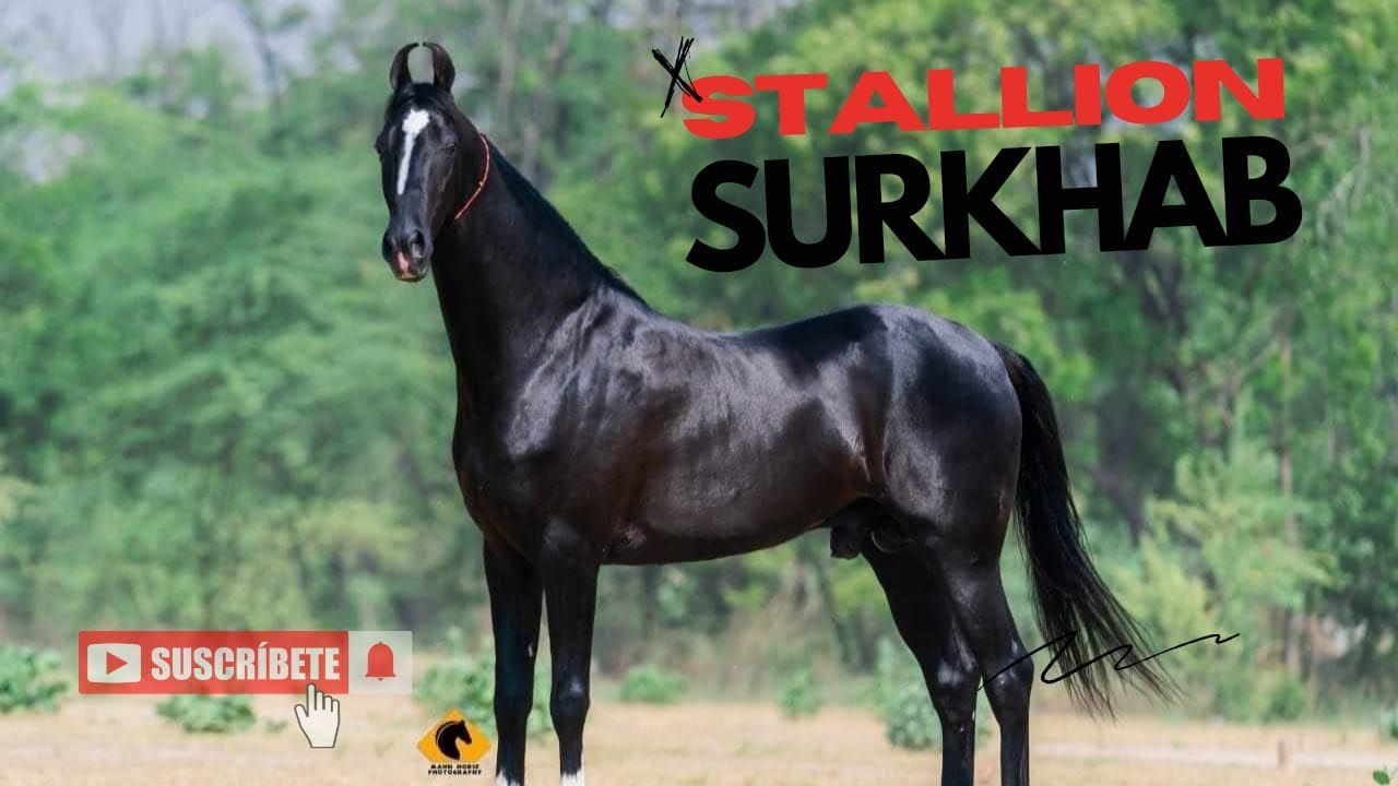 Stallion Surkhab | History of champion Surkhab - YouTube