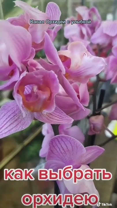 Купить или не купить? Как выбрать орхидею в магазине. #орхидеи #orchid ...