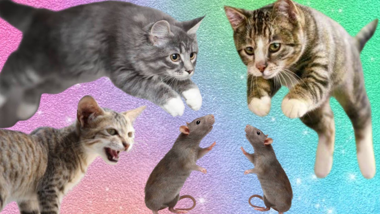 Cat Vs Mouse. Kucing Ngejar Tikus. Kucing Meong. Kucing Lucu - YouTube
