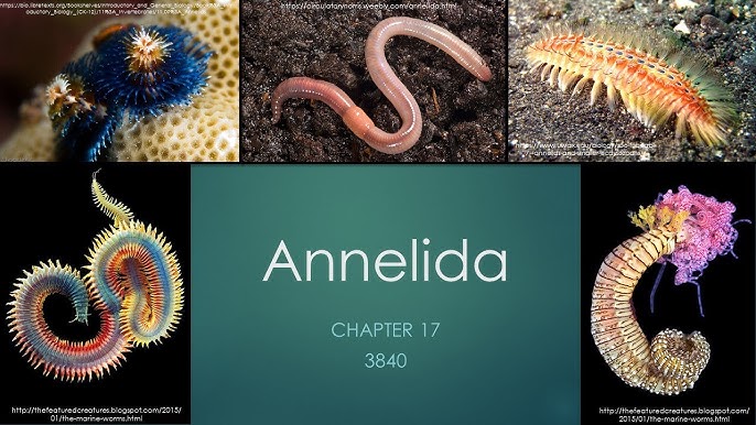 Phylum Annelida Features, Classification, Examples And FAQs, 43% OFF Phylum Annelida Features, Classification, Examples And FAQs, 43% OFF