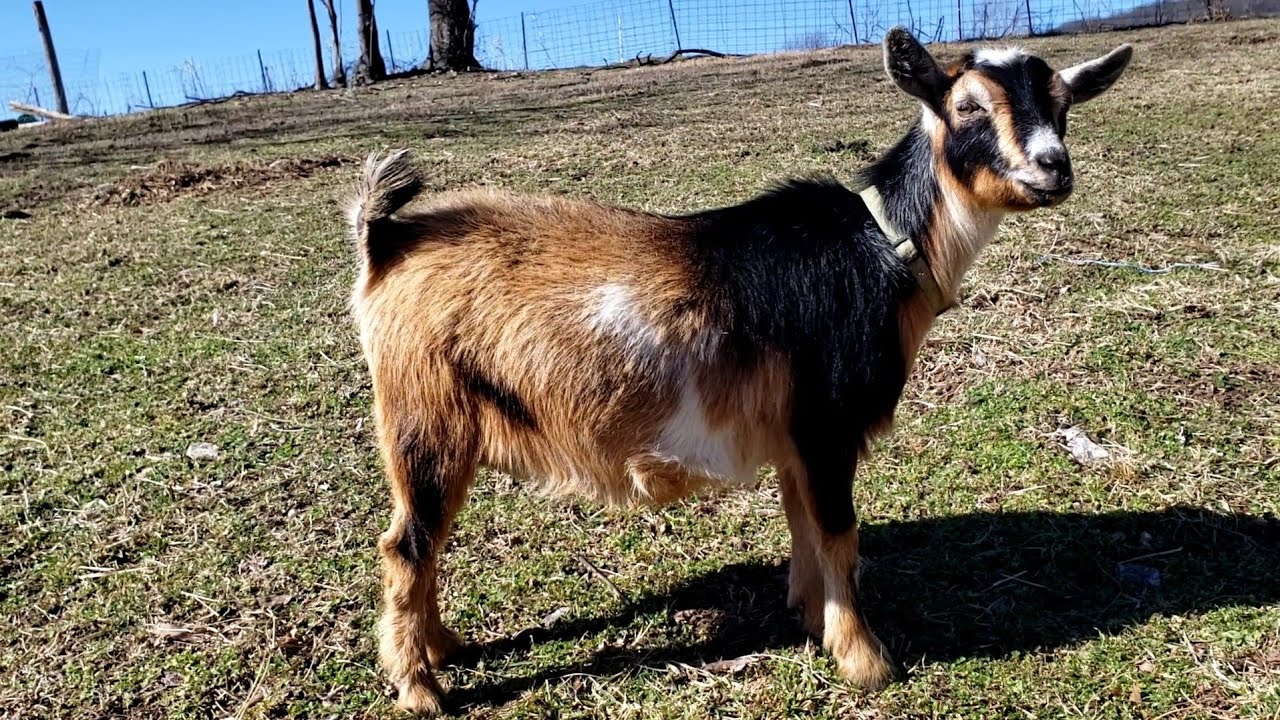 Udder Clips on The Does. - YouTube