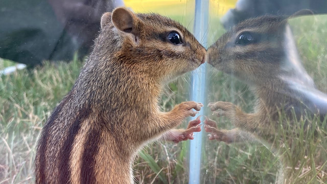 Running Chipmunk - YouTube