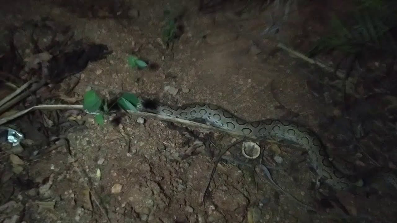 Gedaratama Awa Polaga - Snakes Guardian - YouTube