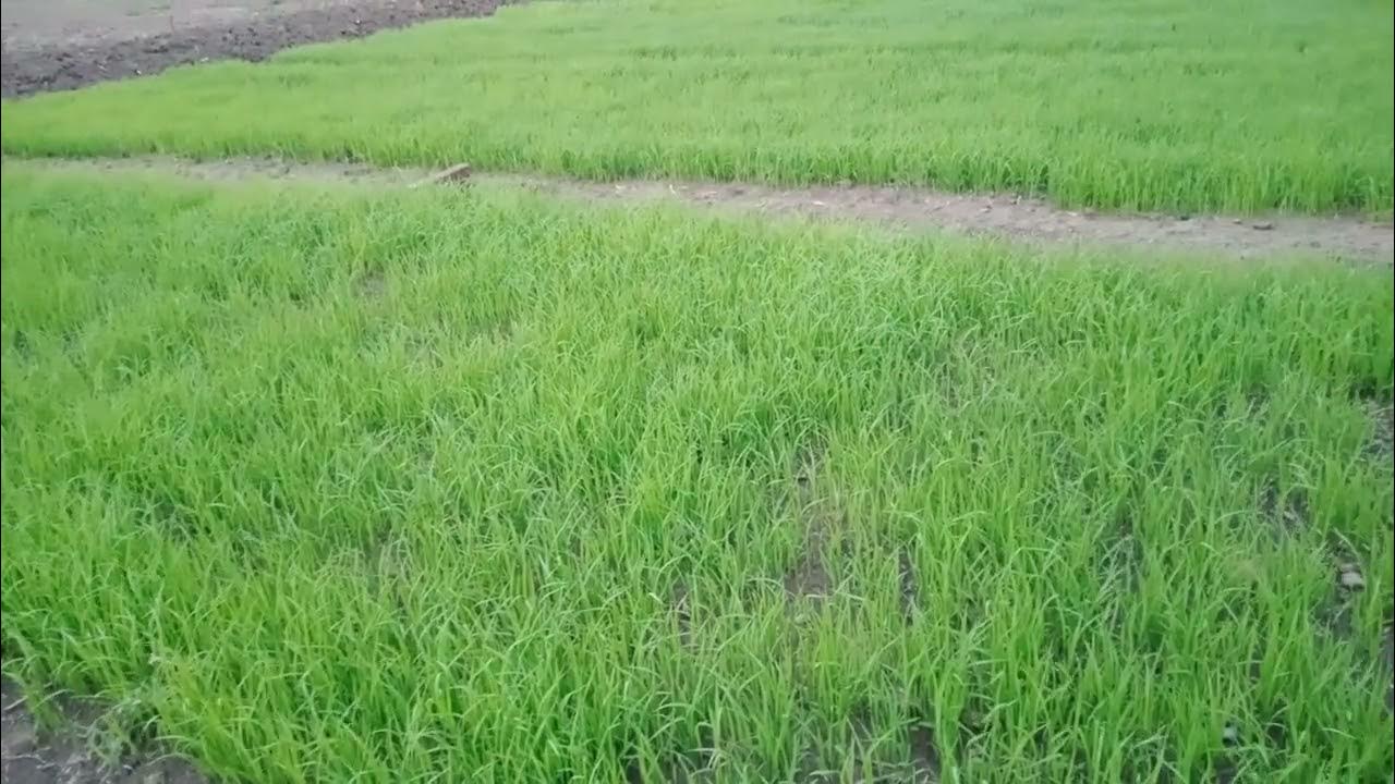 persemaian padi ciherang jumbo hasil super mantab - YouTube