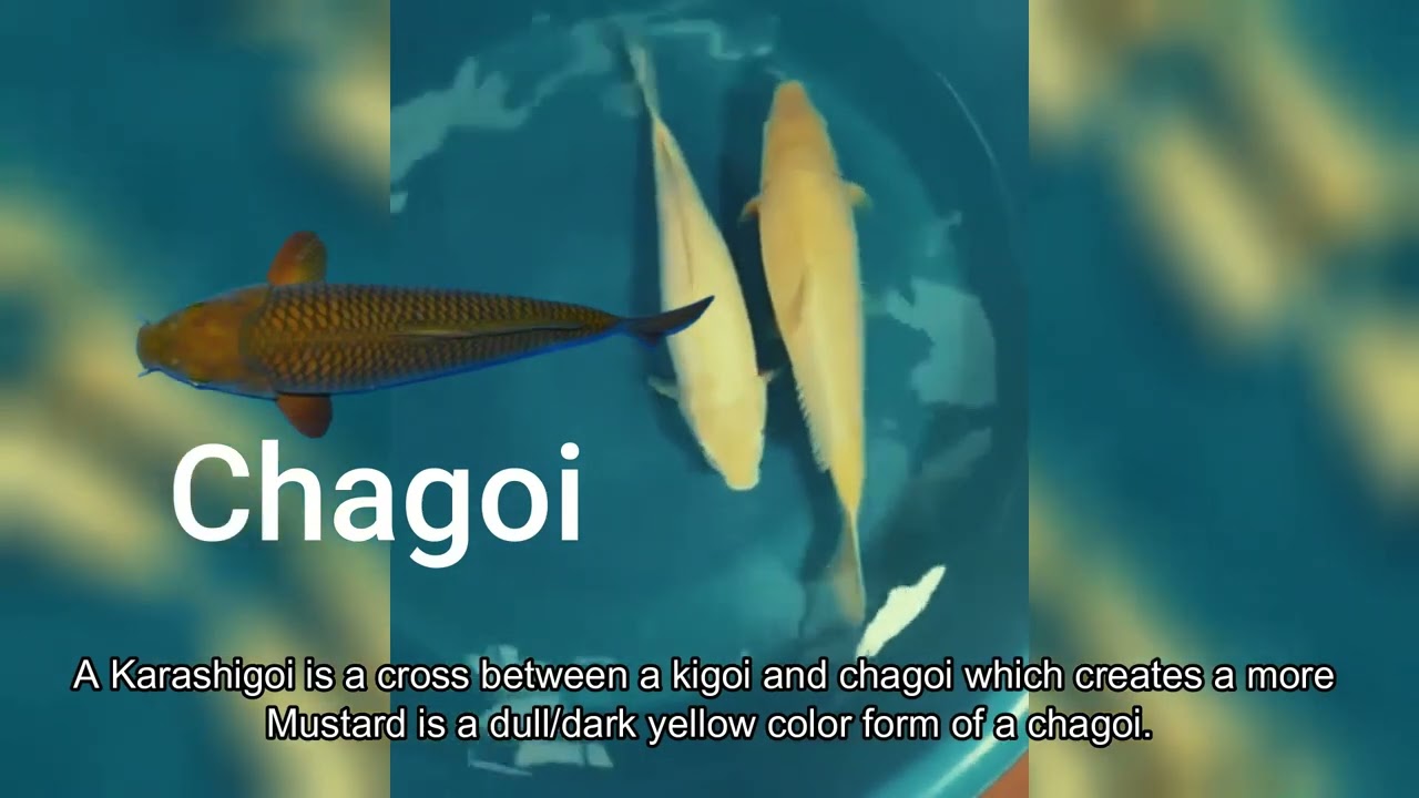 What is a Karashigoi Koi How to identify it, Where do it came from ...