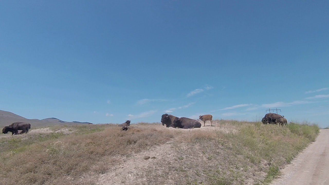 most buffalo on bison range - YouTube