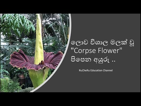 Corpse Flower Full Bloom Cycle - YouTube