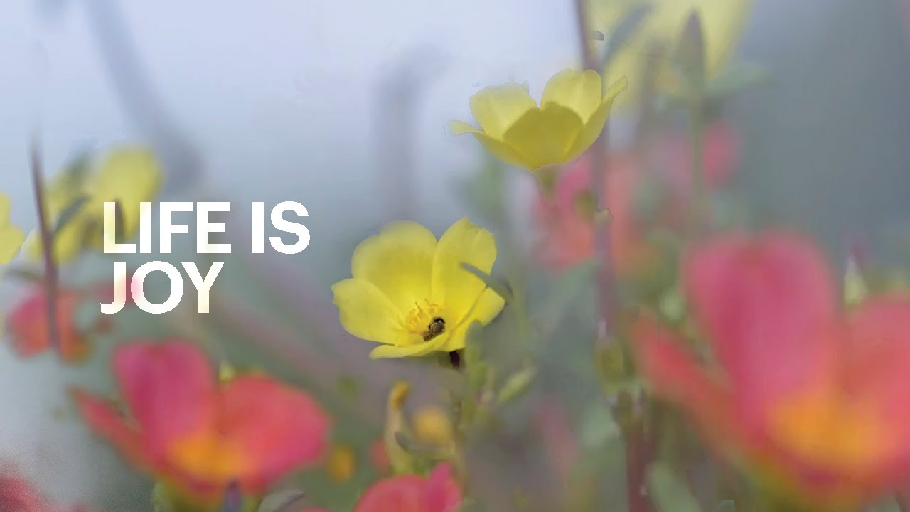 Life is Joy | Video Product Extract | Barry Long - YouTube