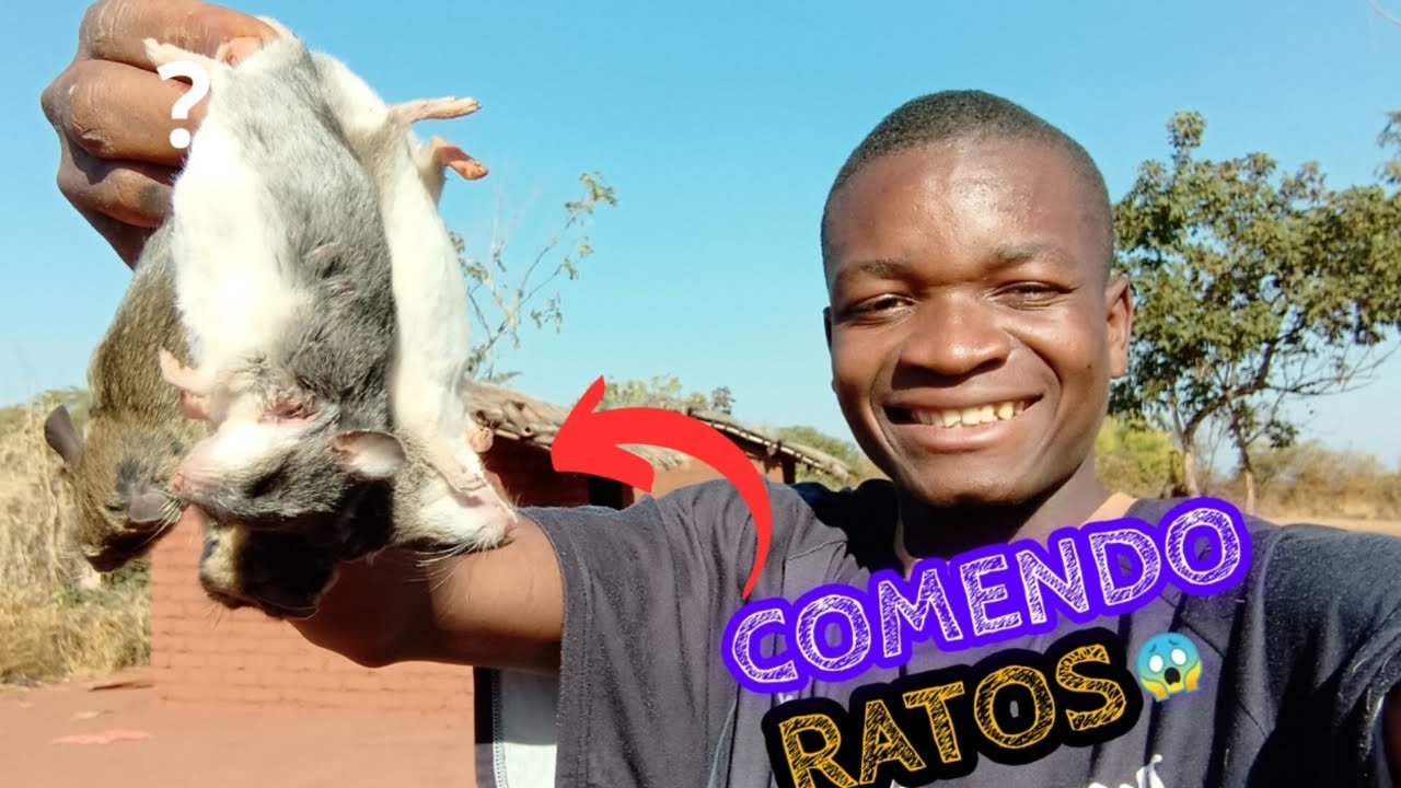 VEJA COMO É A CAÇA E O CONSUMO DE RATOS EM MOÇAMBIQUE - A REALIDADE ...