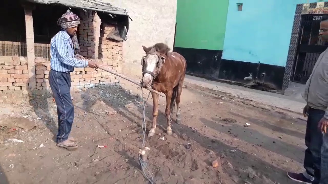A Case of Rabies in Horse - YouTube