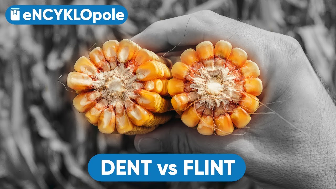 DENT czy FLINT? Różnice i cechy - YouTube