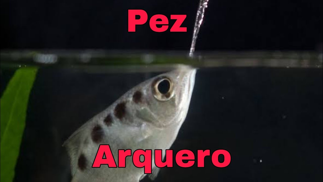Pez Arquero 48 Pez Arquero Stock Photos, High Res Pictures, And Images