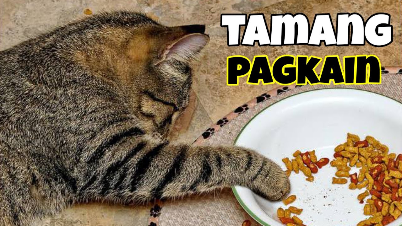 Ano Ba Dapat Ang Pinapakain Sa Pusa? - YouTube