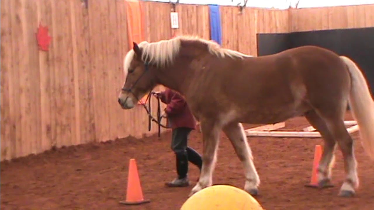 IHAC Jan 2020 -Advanced 1 Star - Nancy Ingalls # 2103/09/17 and Woody ...