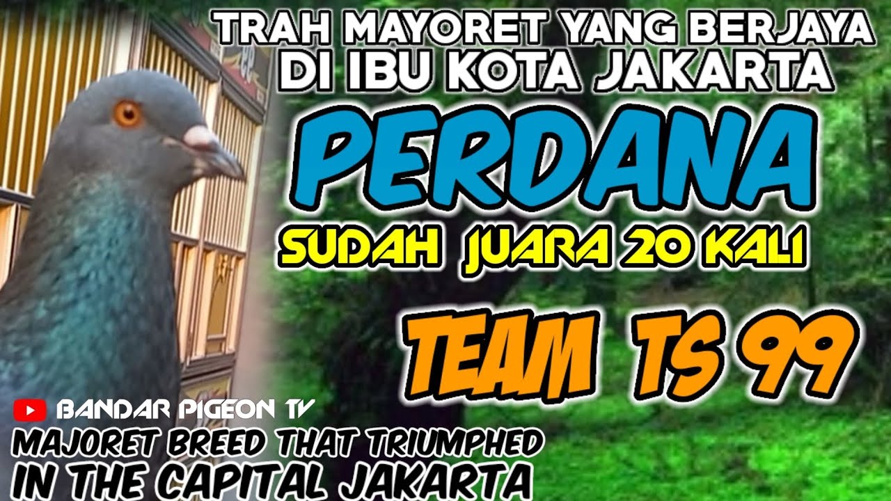 PERDANA SANG JAWARA TRAH MAYORET//MERPATI KOLONG//MERPATI LOVERS ...