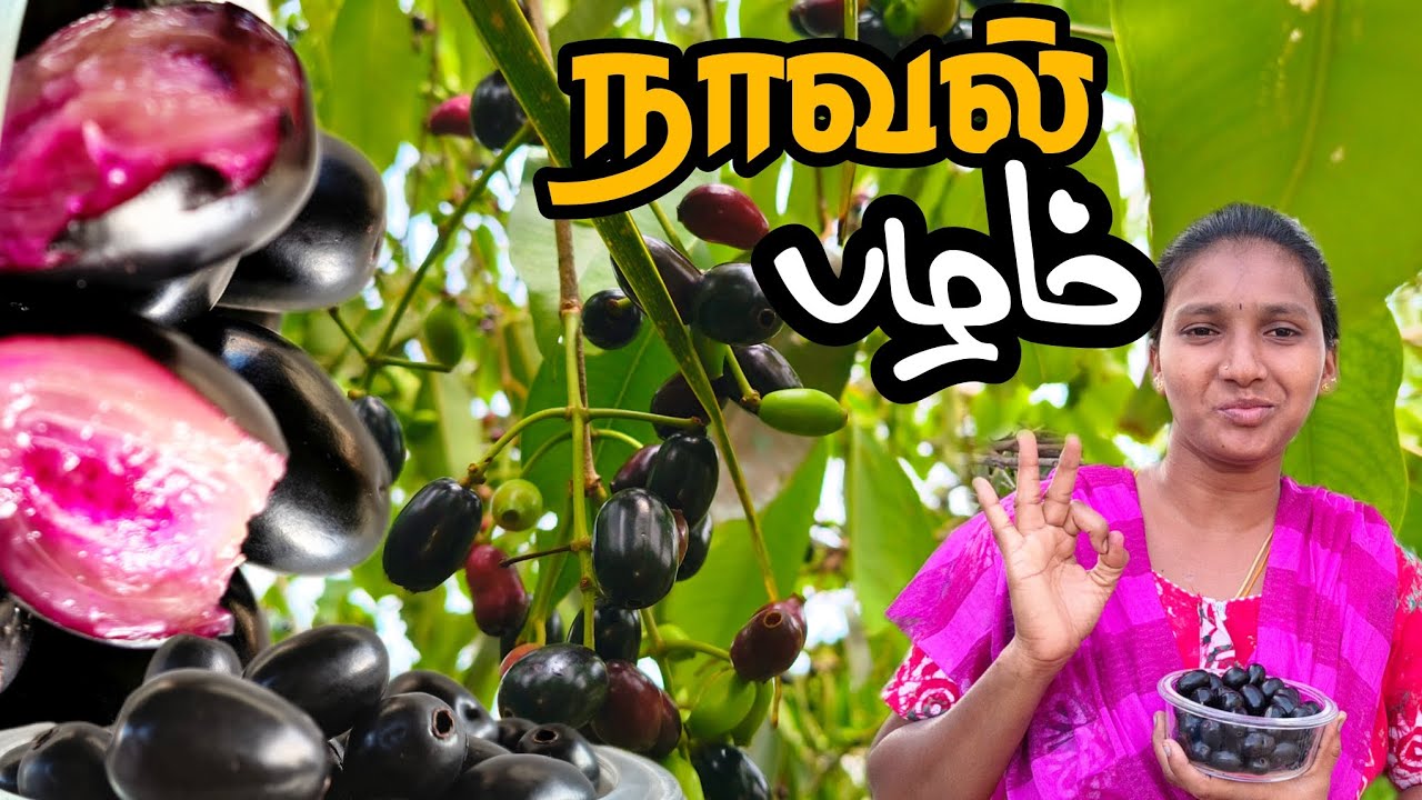 இவ்வளவு நாவல் பழங்கள் ஒரே மரத்திலா😱| Jamun Harvest | Naval pazham - YouTube