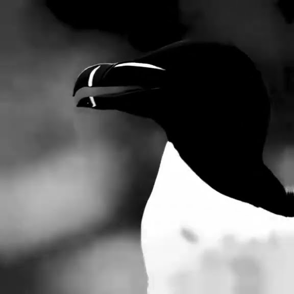 Aura Bird Update.... - YouTube