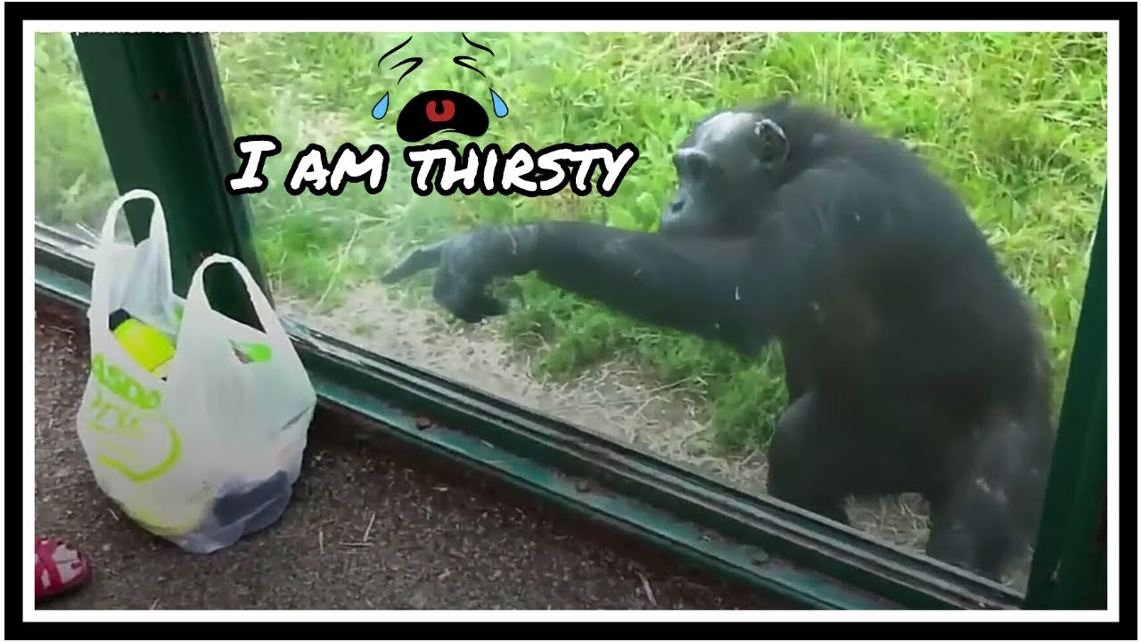Animal reaction in the zoo - funny animal - YouTube