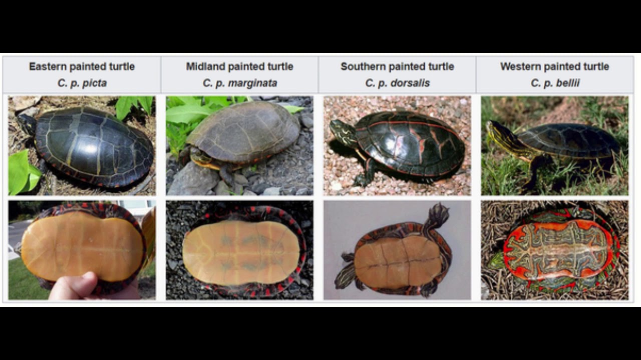 How to identify your painted turtle - YouTube