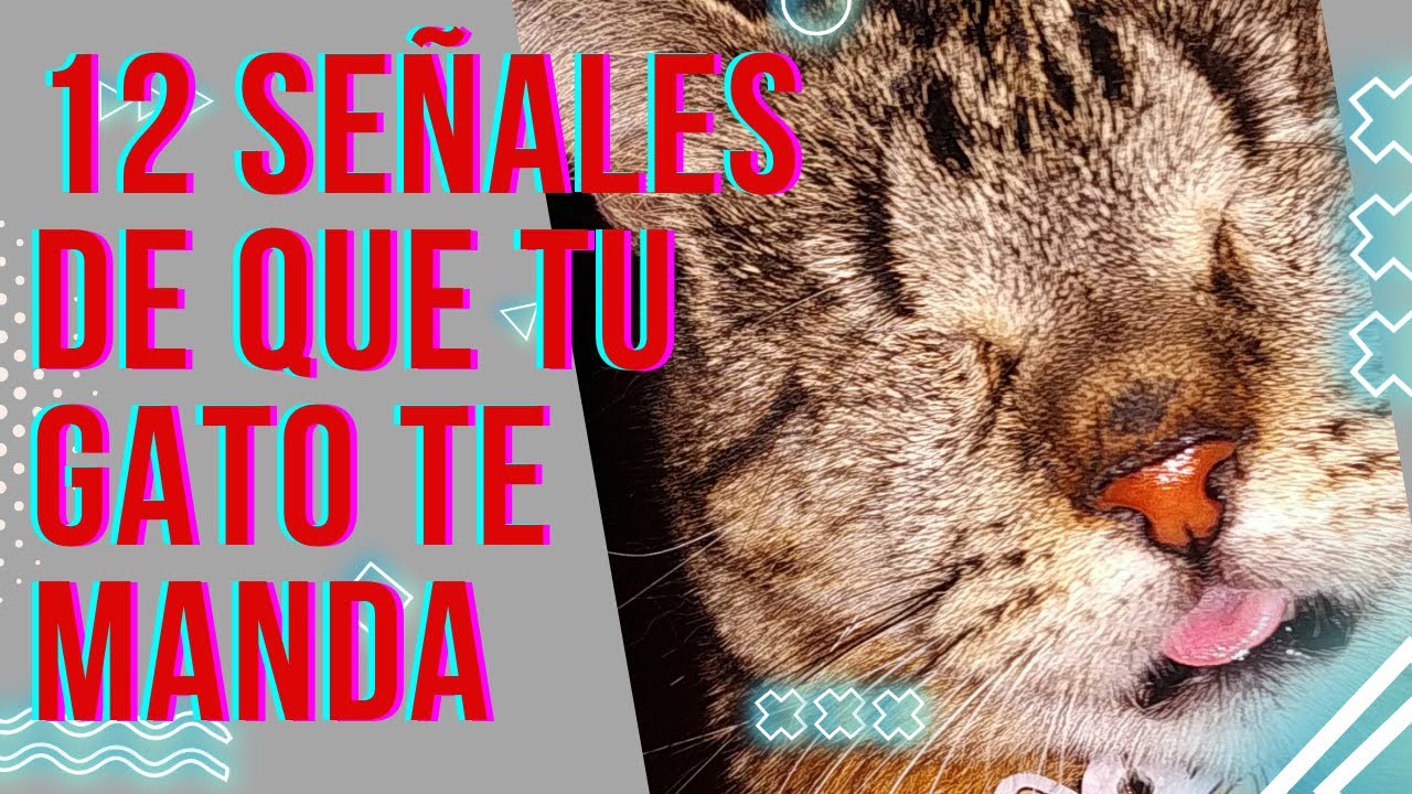 "12 Señales de que tu Gato está Incómodo: ¡Descúbrelas antes de que sea ...