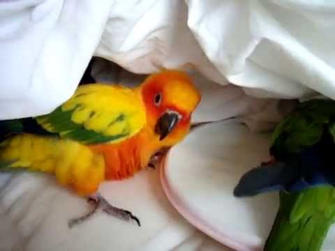 Parrot ( Conure ) Dances & Attacks - YouTube