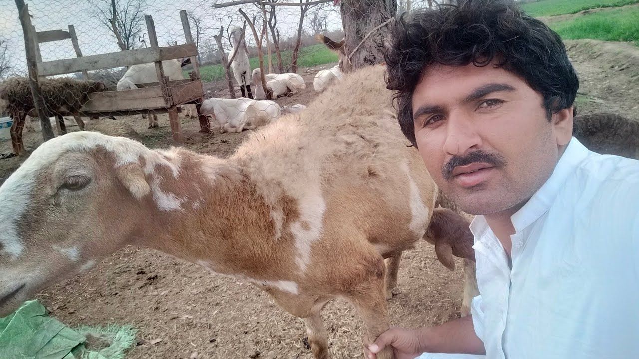 Today let us show you very beautiful and high breed sheep grazing in ...