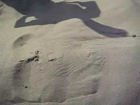 Playa Del Rey Beach Volleyball and BBQ - YouTube