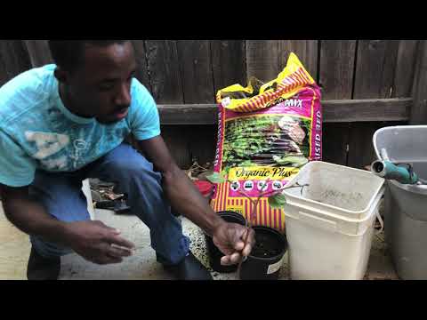 How To Propagate Persimmon cuttings - YouTube