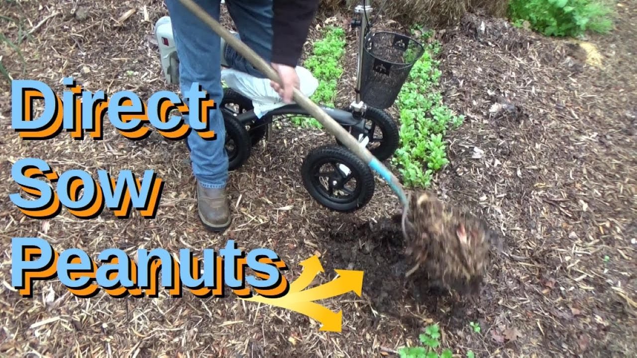 How To Direct Sow Peanuts In The Deep Mulch Garden 5-4-2022 - YouTube