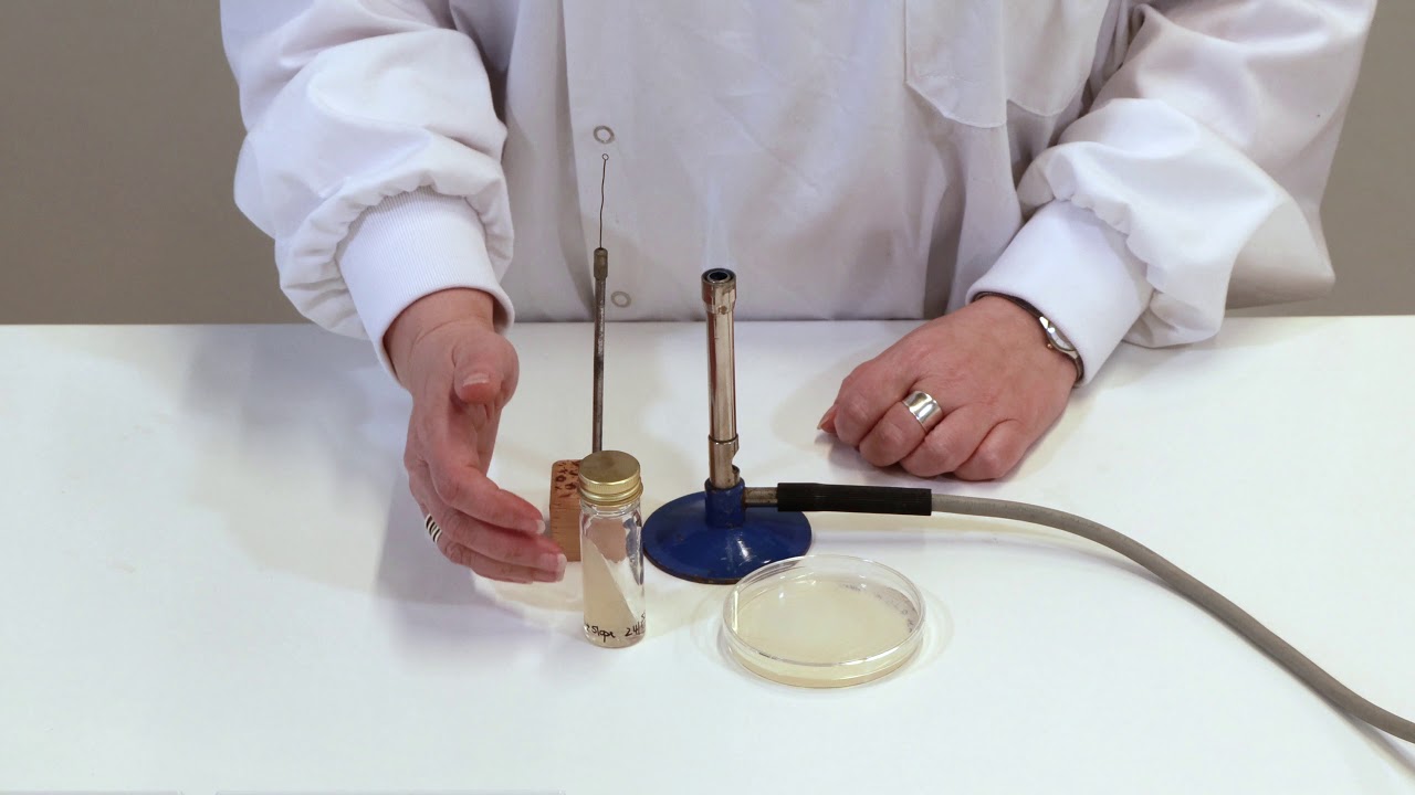 Bacterial solid to slope transfer - YouTube