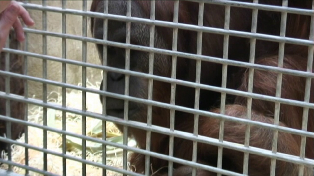 Orangutan whistling demonstrates vocal learning in great apes - YouTube