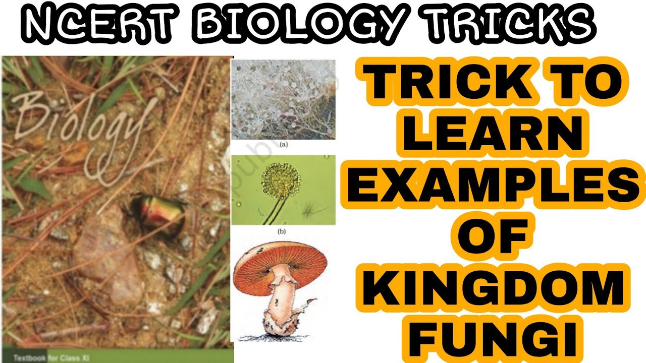 Kingdom Fungi Examples